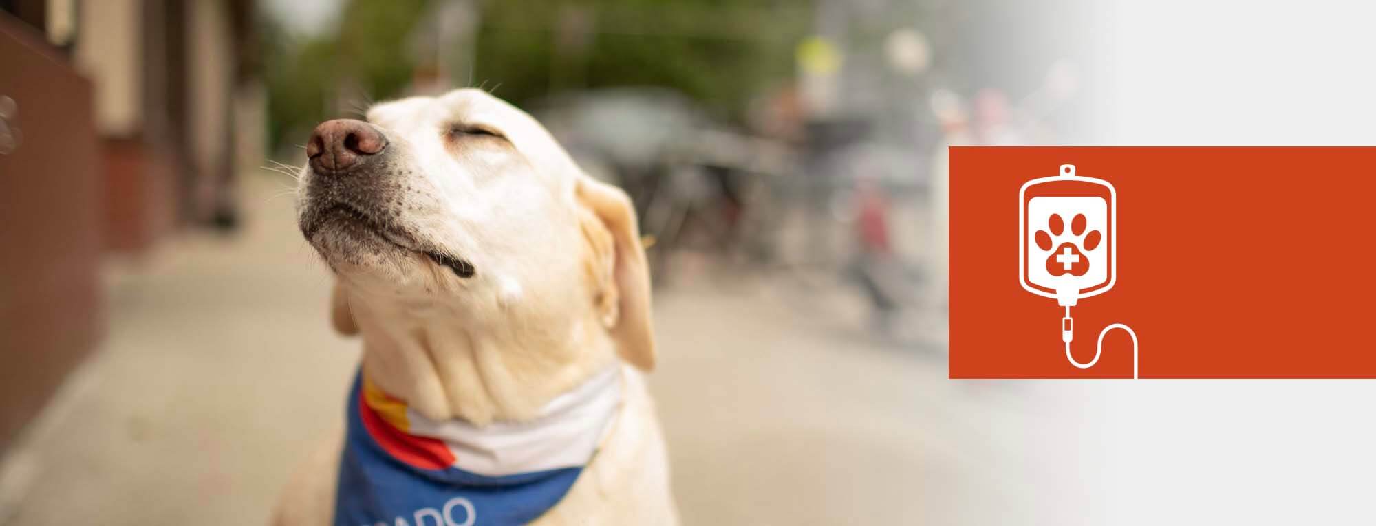 Canine Blood Drive - Veterinary Specialists of the Rockies