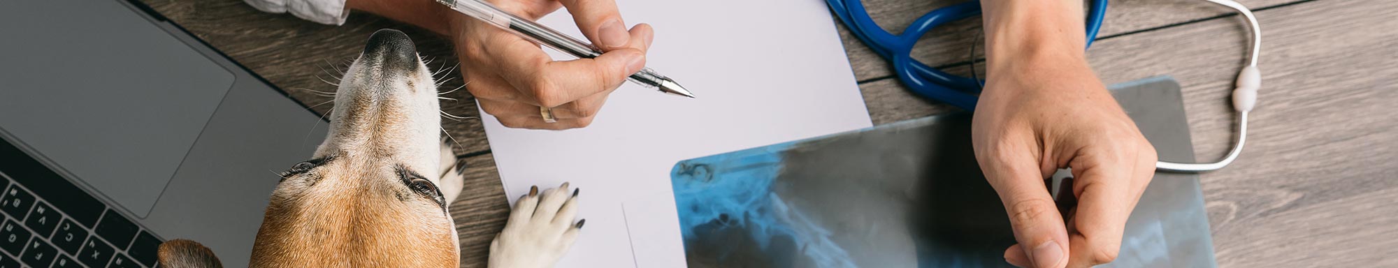 Veterinary Radiology, Diagnostic Imaging in Pets, Dr. Jason Arble, Dr ...