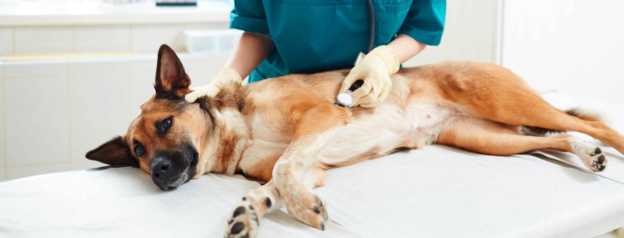 CPR for Dogs and Cats Saves Lives